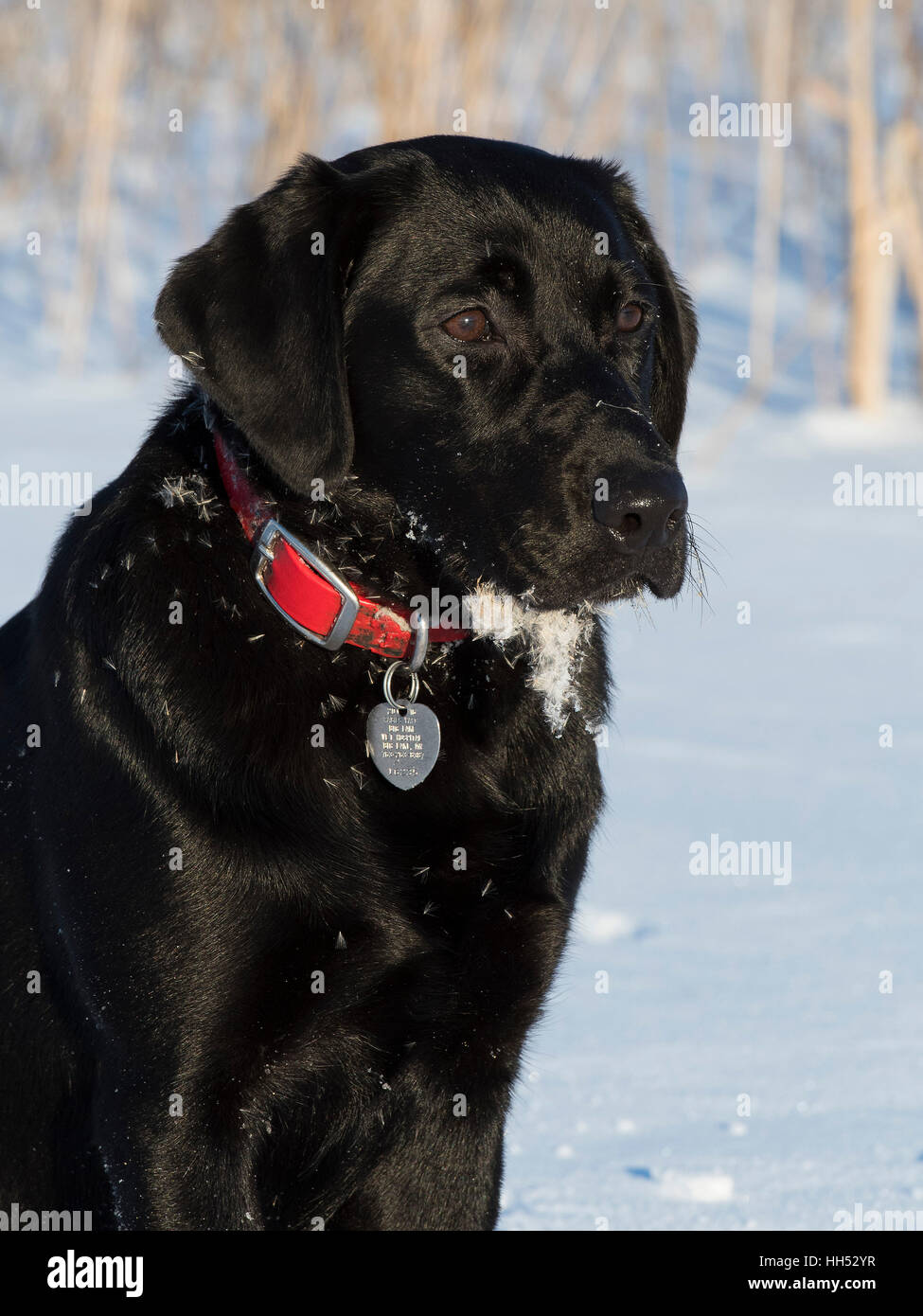 Black Labrador Retriever in the snow Stock Photo - Alamy