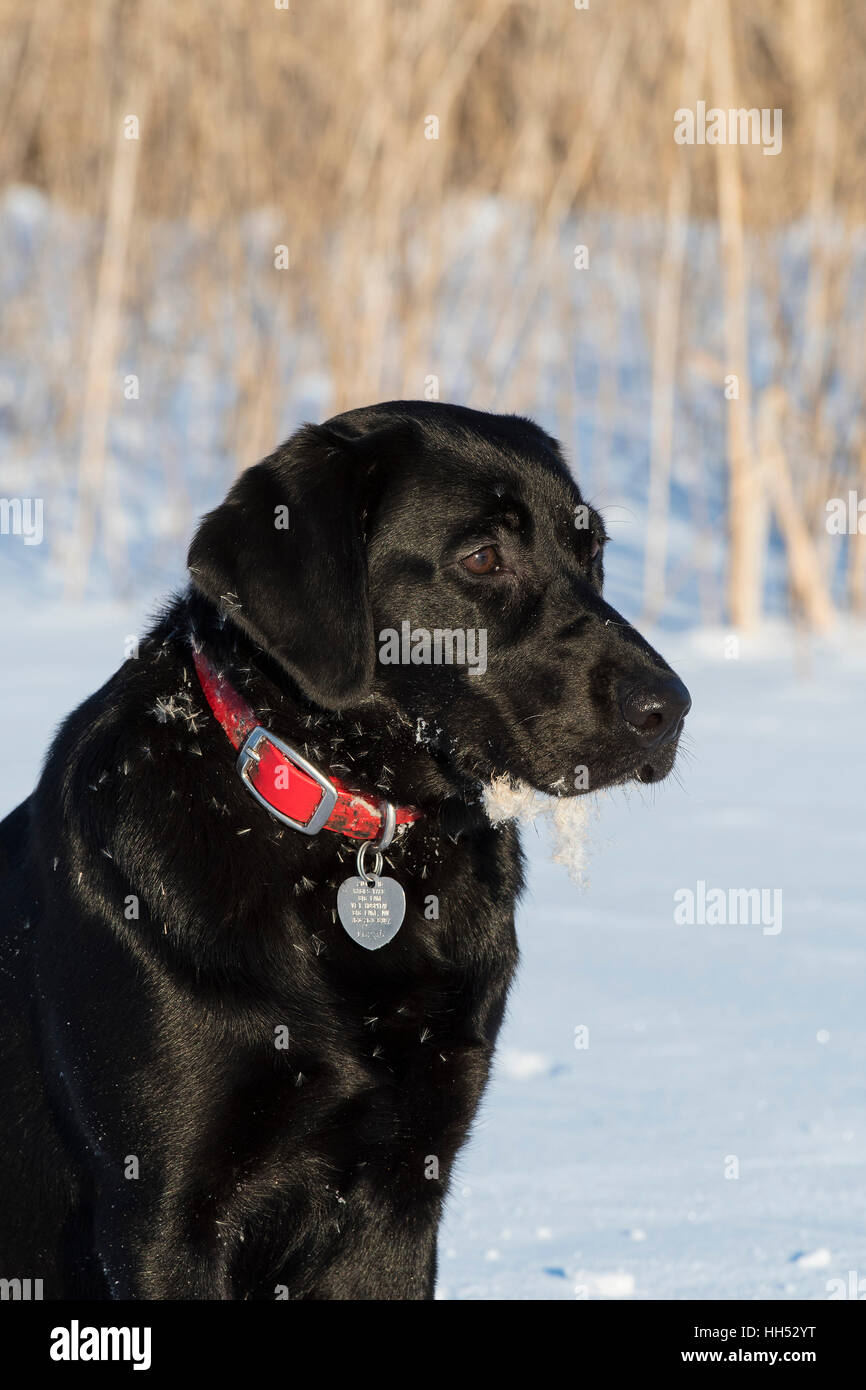 Black Labrador Retriever in the snow Stock Photo - Alamy