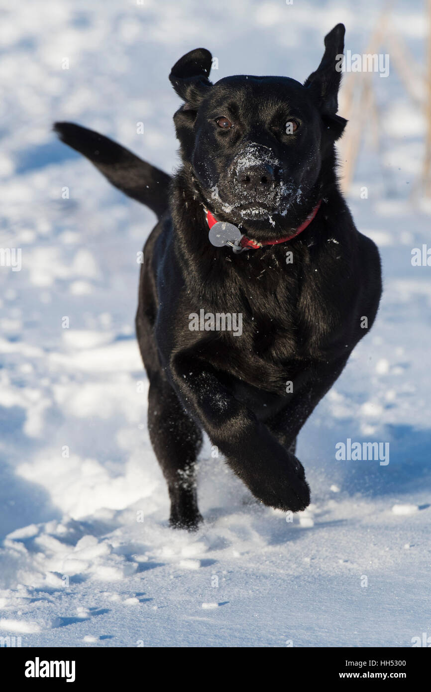 A Black Labrador Retriever running through the fresh snow Stock Photo ...