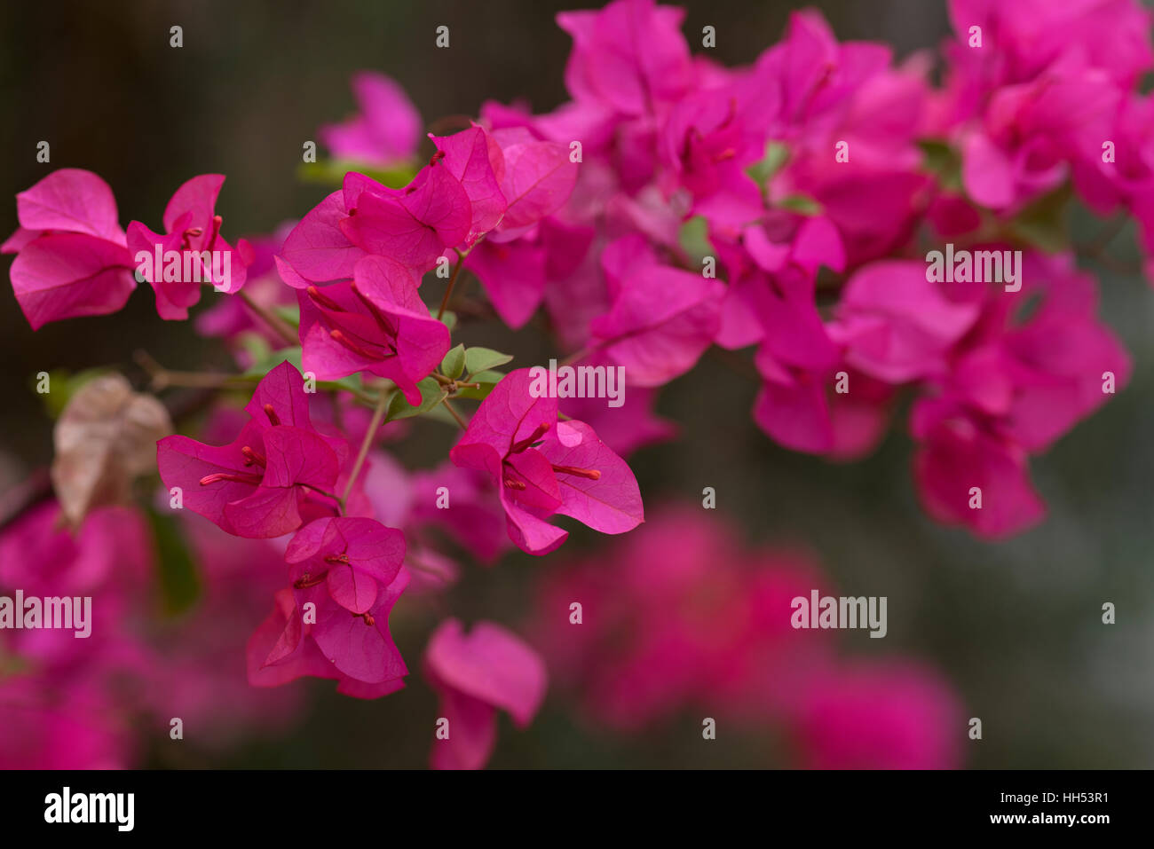 Puti tai nobiu hi-res stock photography and images - Alamy