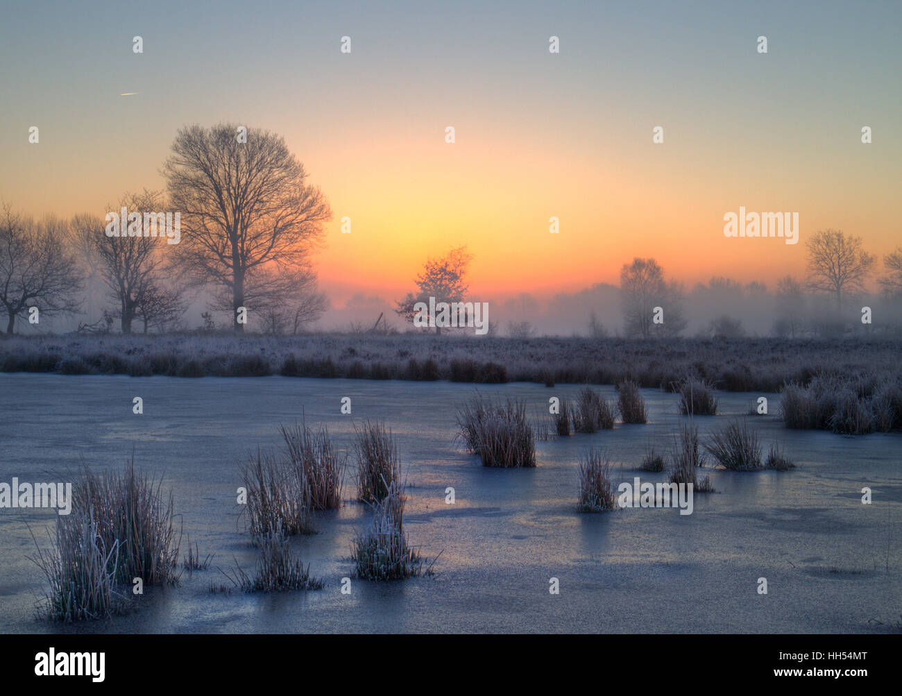 Common rush hi-res stock photography and images - Alamy