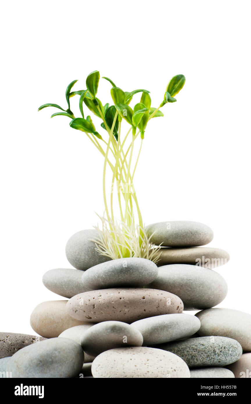 leaf, health, isolated, model, design, project, concept, plan, draft ...