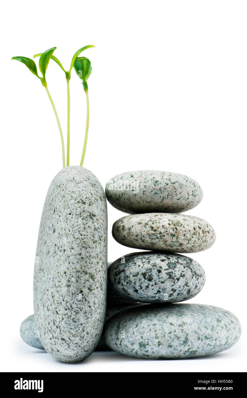 leaf, health, isolated, model, design, project, concept, plan, draft ...