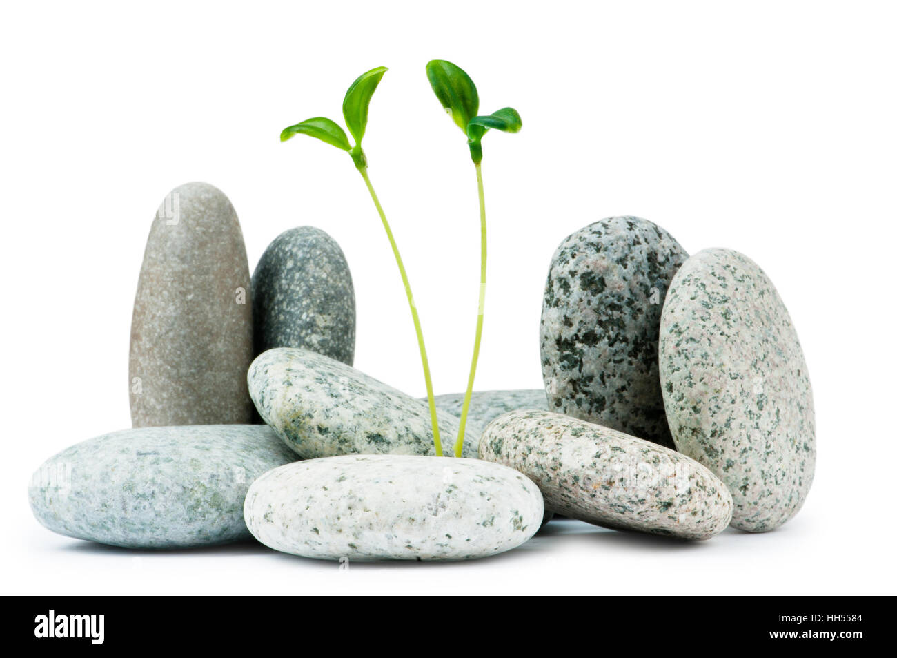 leaf, health, isolated, model, design, project, concept, plan, draft ...