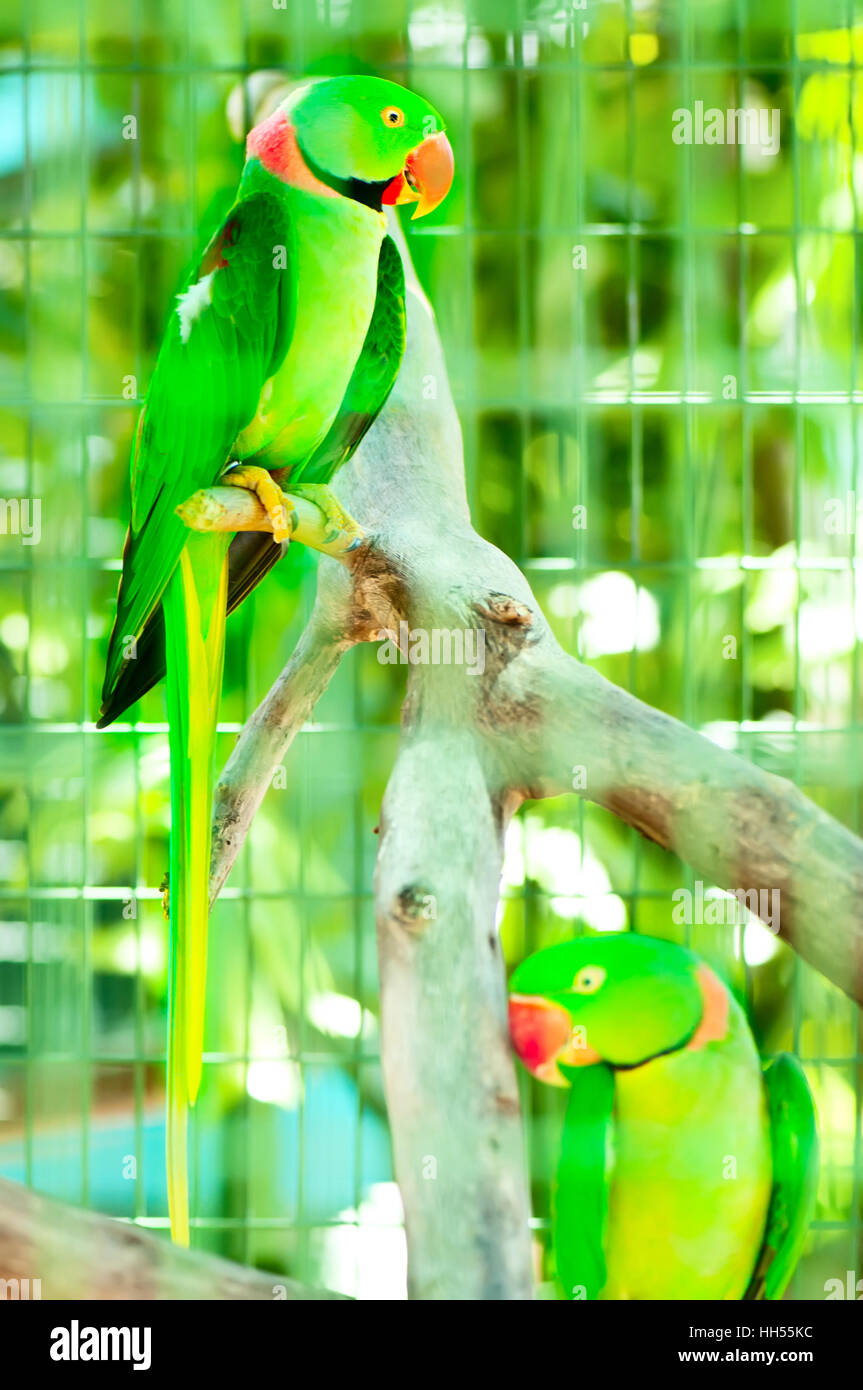 Colourful parrot bird sitting on the perch Stock Photo - Alamy