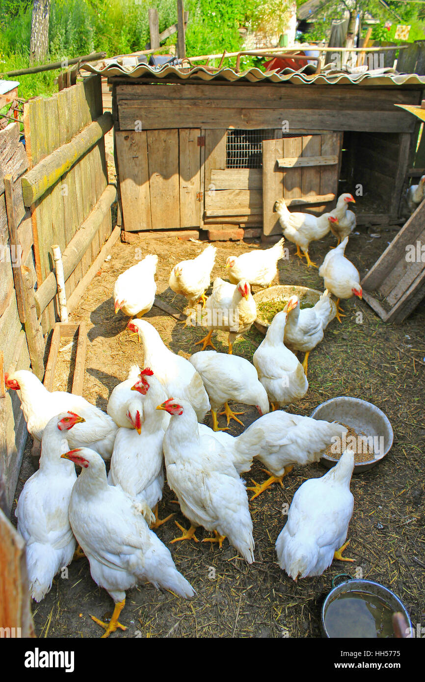 white hens eat on the poultry farm Stock Photo - Alamy