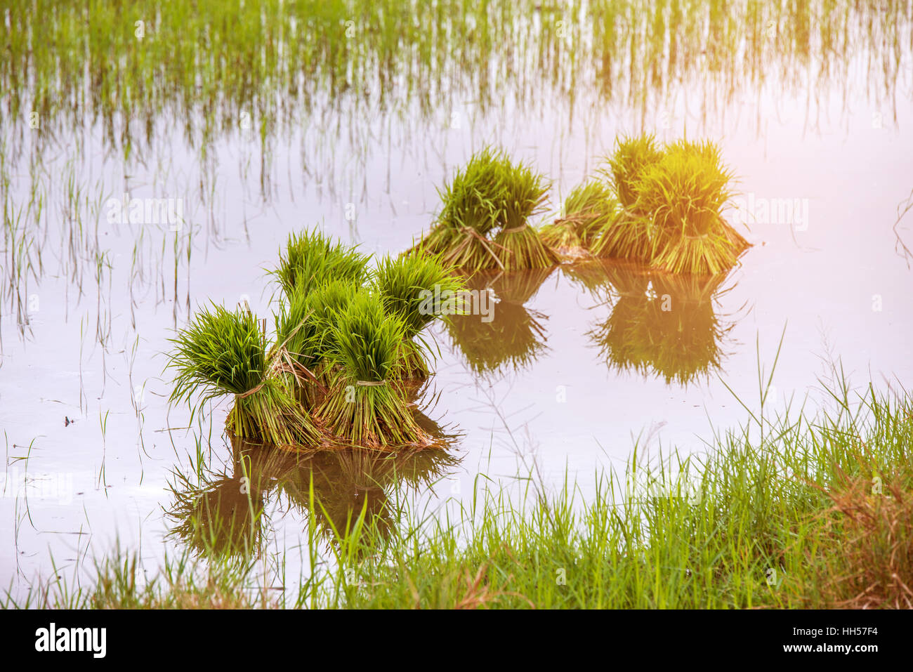 Rice field soil hi-res stock photography and images - Alamy