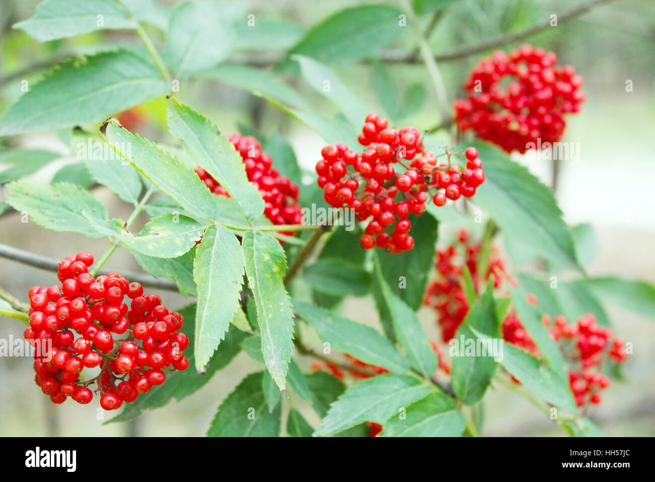 branch with the ripe wolf berries Sambucus racemosa Stock Photo - Alamy