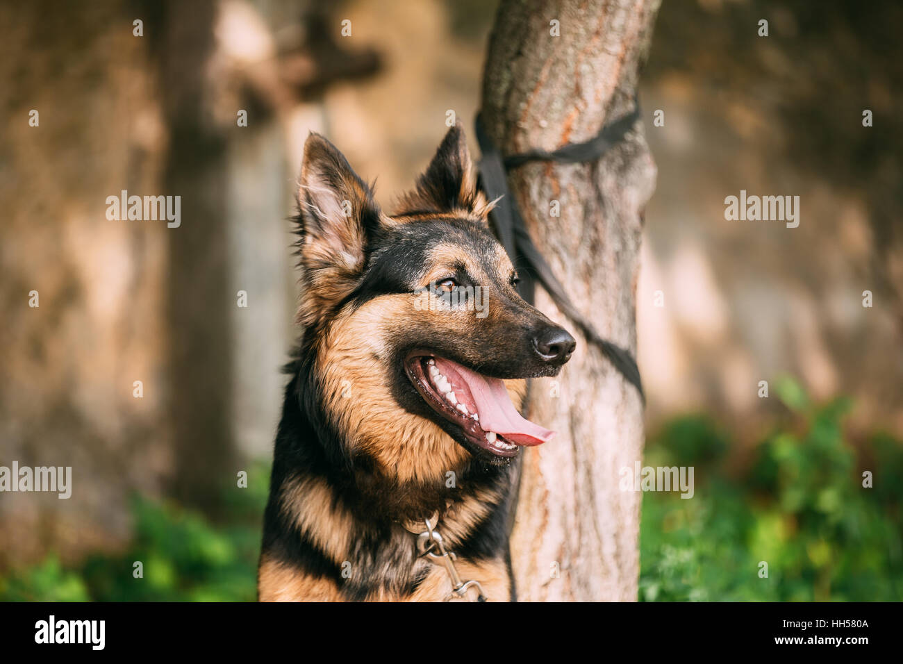 The Portrait Of Staring Medium Size Mongrel Mixed Breed Long-Haired ...