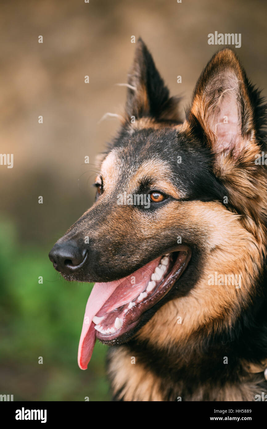 The Portrait Of Gazing Medium Size Mongrel Mixed Breed Long-Haired ...