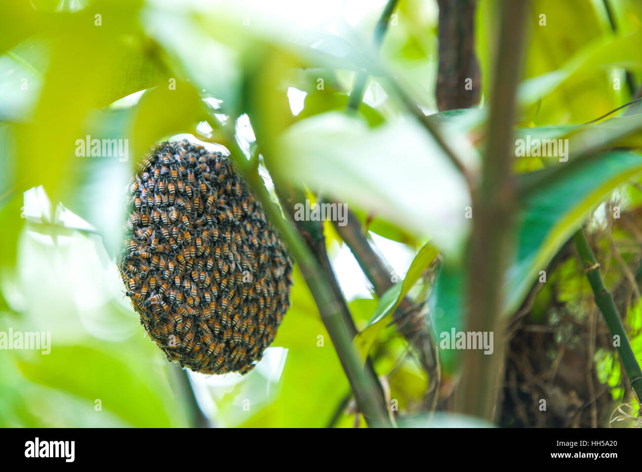 swarm of bees on a tree Stock Photo - Alamy