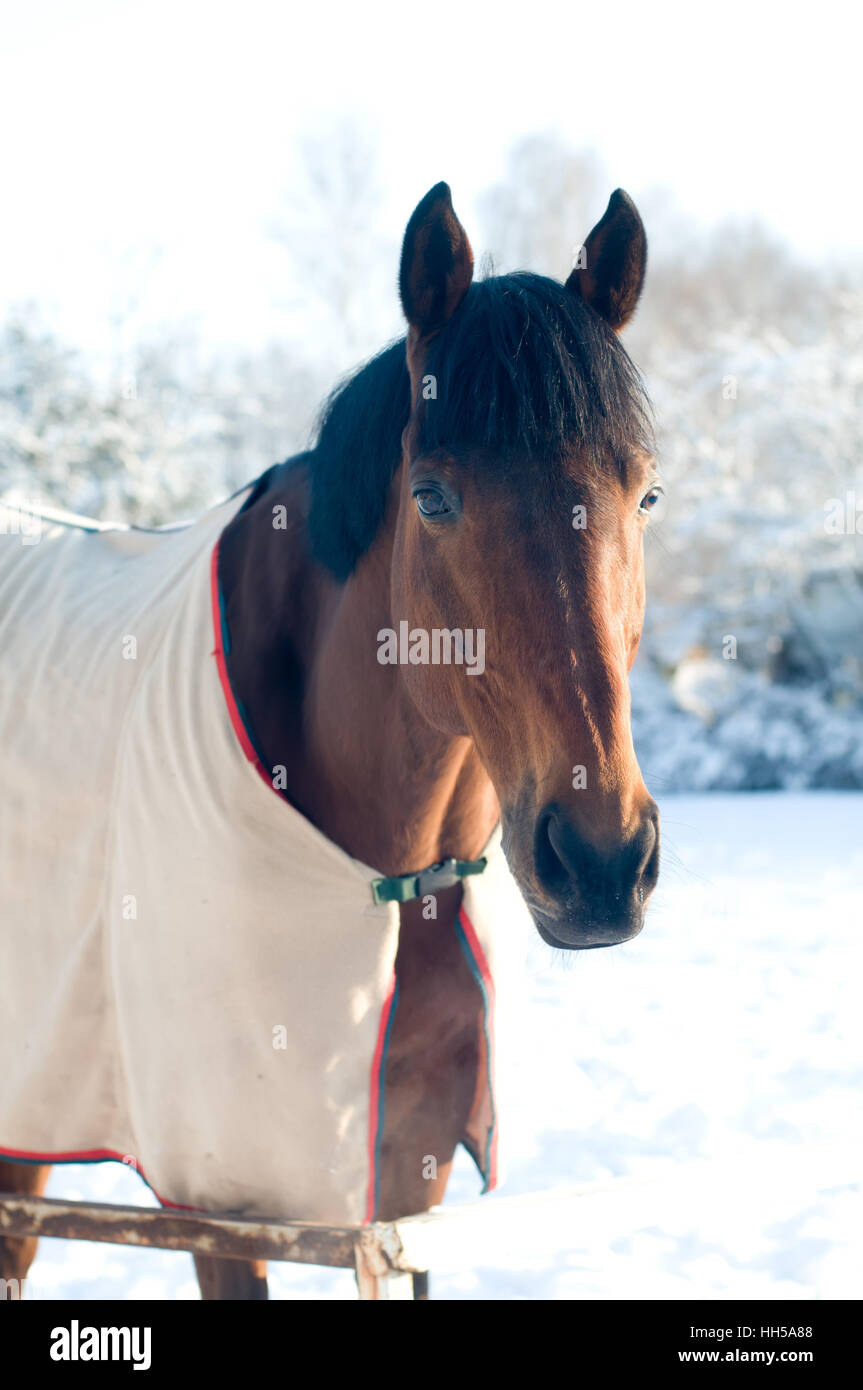 Horse portrait bay color in winter outdoor snow weather Stock Photo - Alamy