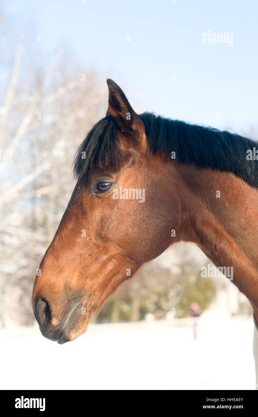 Horse portrait bay color in winter outdoor snow weather Stock Photo - Alamy