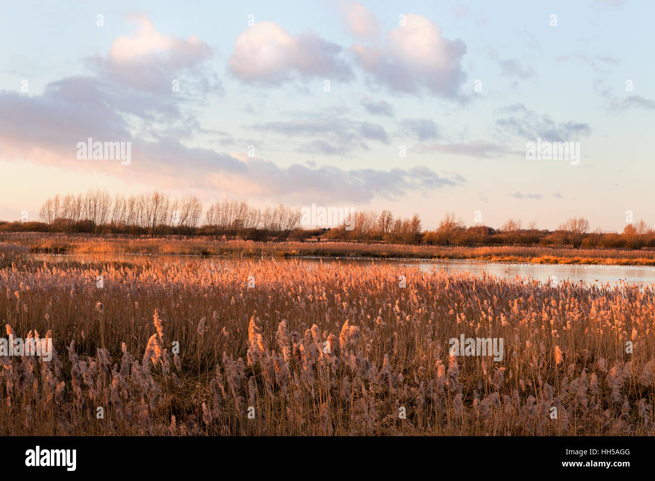 Fenland hi-res stock photography and images - Alamy