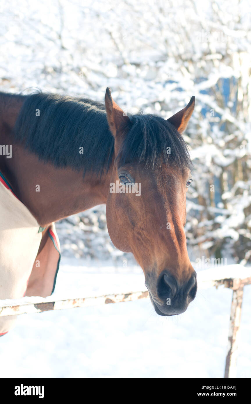 Horse portrait bay color in winter outdoor snow weather Stock Photo - Alamy