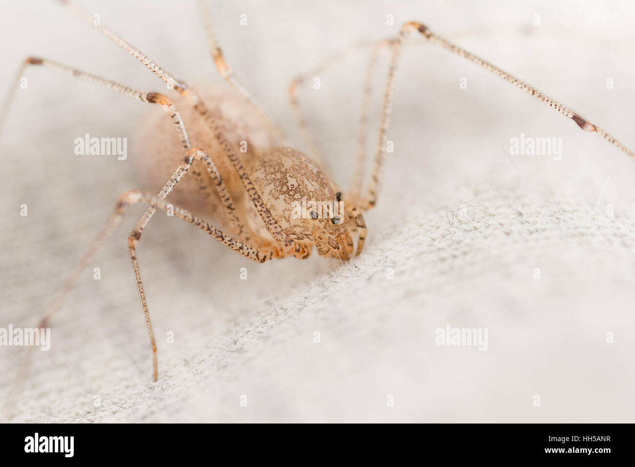 Spitting spider hi-res stock photography and images - Alamy