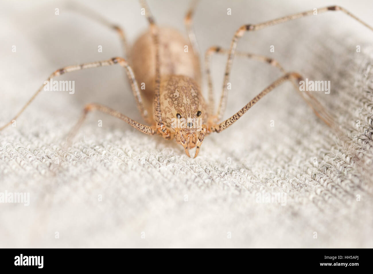 Spitting spider hi-res stock photography and images - Alamy