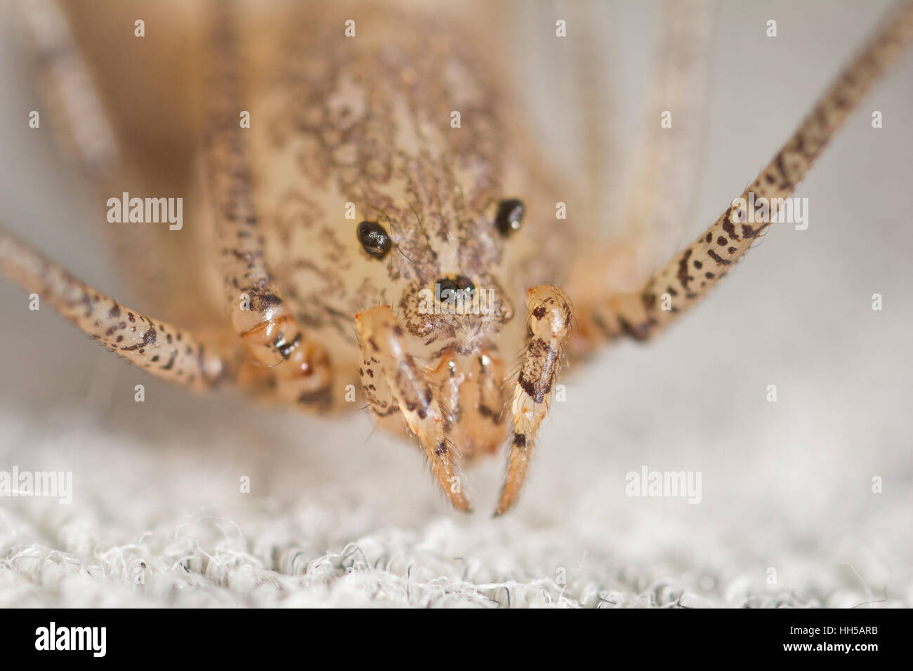 Spitting spider hi-res stock photography and images - Alamy