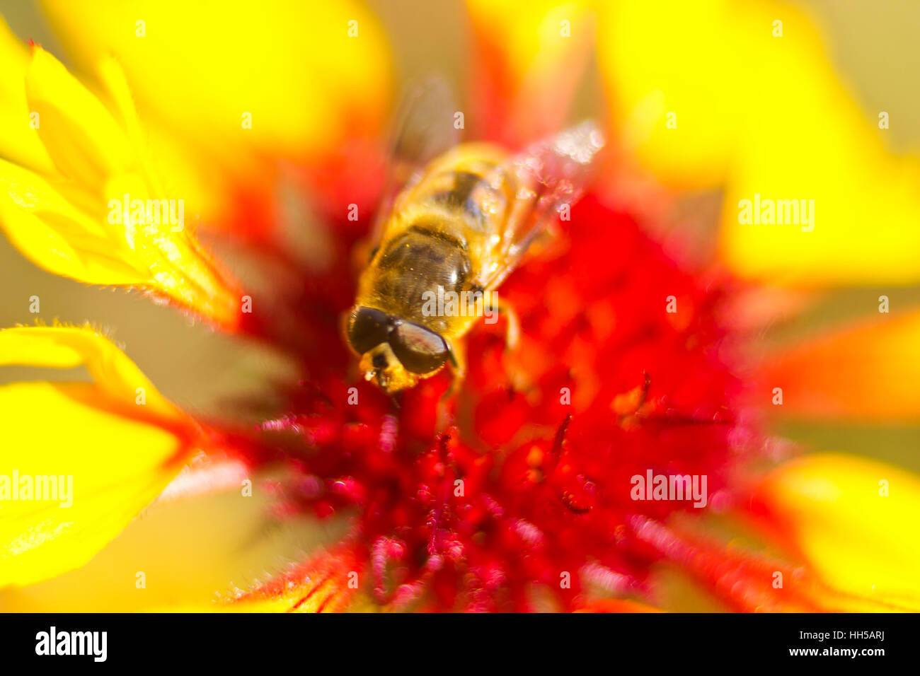 Beautiful petal and insect hi-res stock photography and images - Alamy