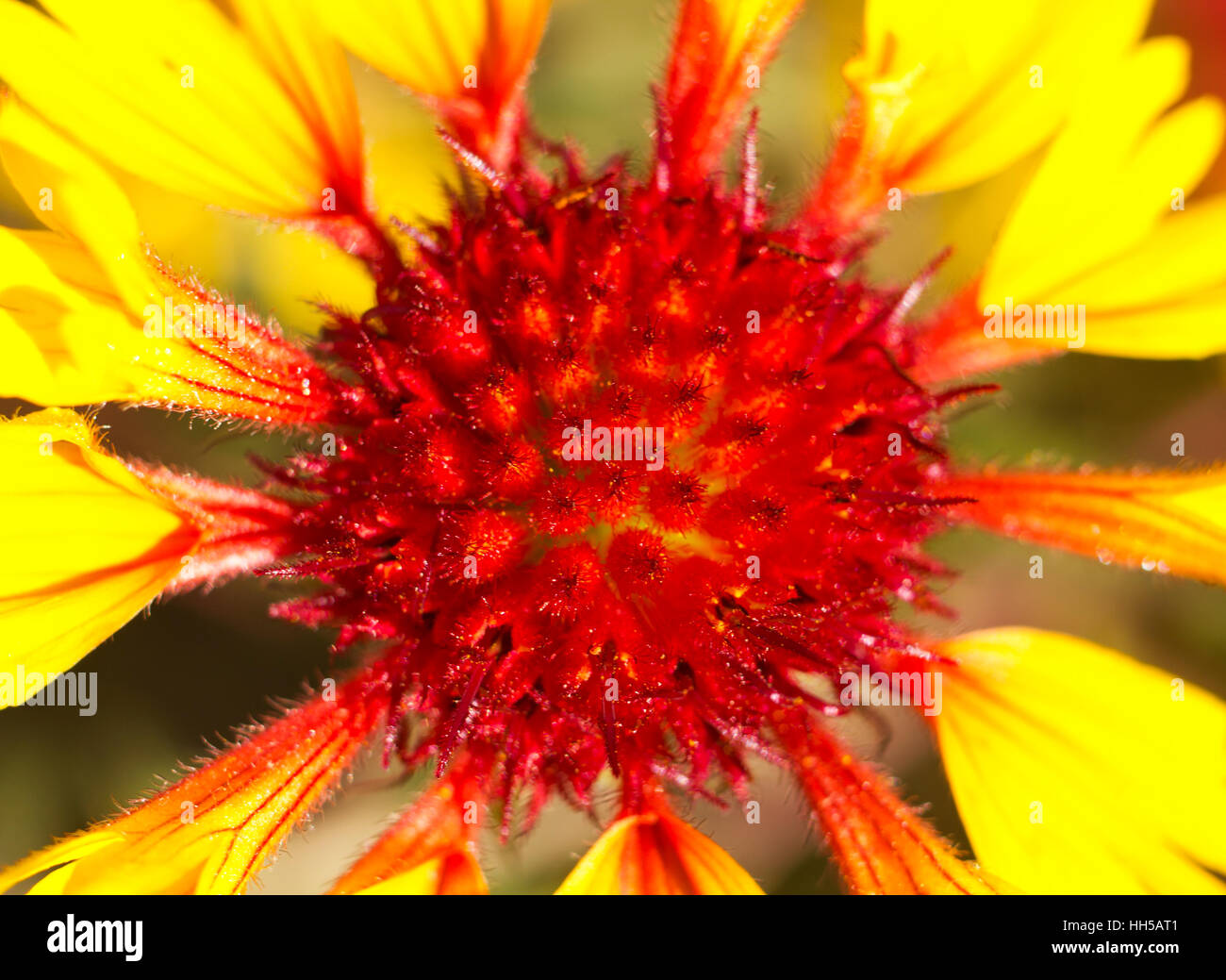 Flower lawn farm with nature hi-res stock photography and images - Alamy