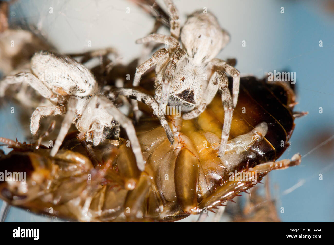 Velvet Spider High Resolution Stock Photography and Images - Alamy