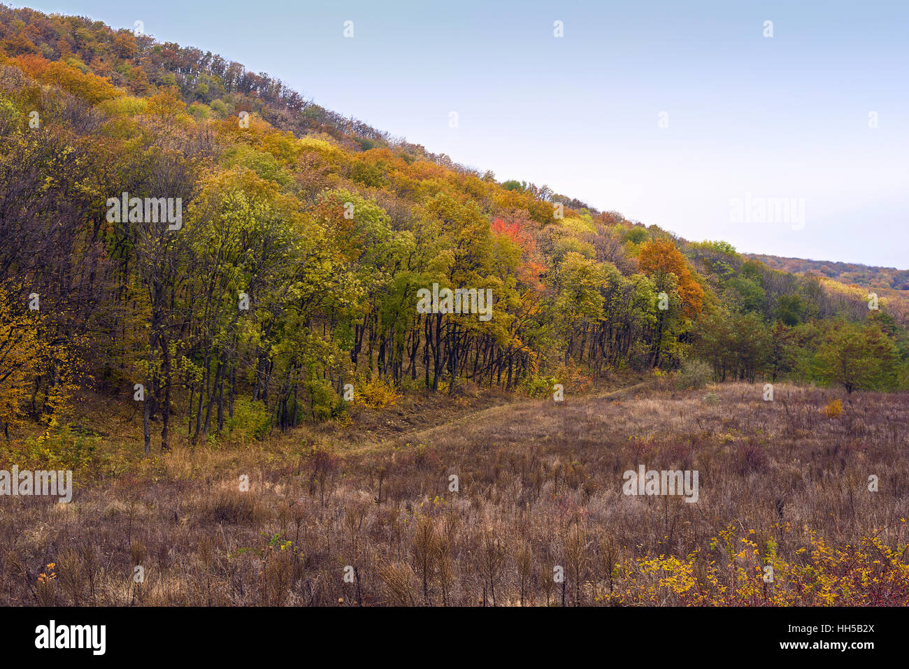 Golden forest near marzoaia village in moldova Stock Photo - Alamy