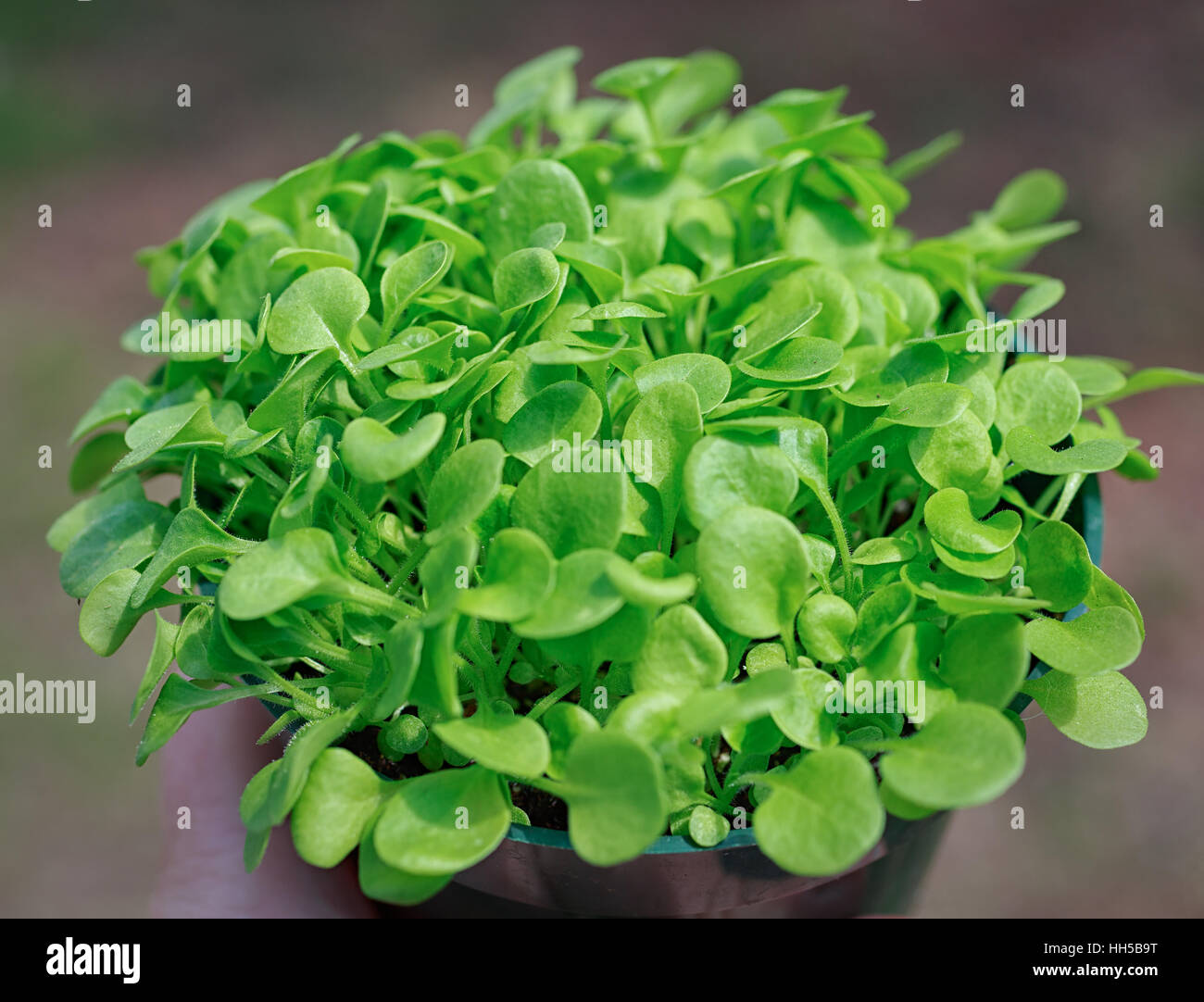 Small pot of young petunia seedlings Stock Photo - Alamy