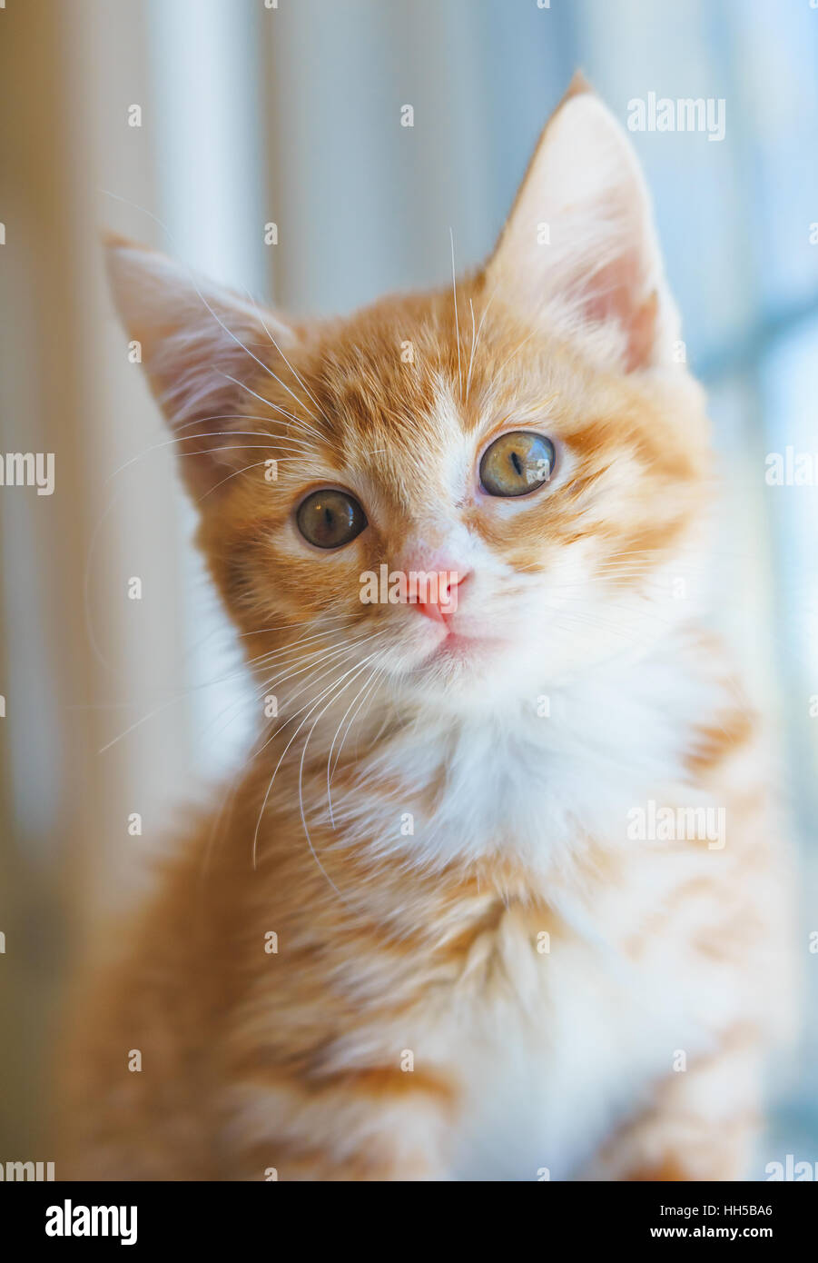 Cute orange kitten photographed with a specialty lens to get a soft ...