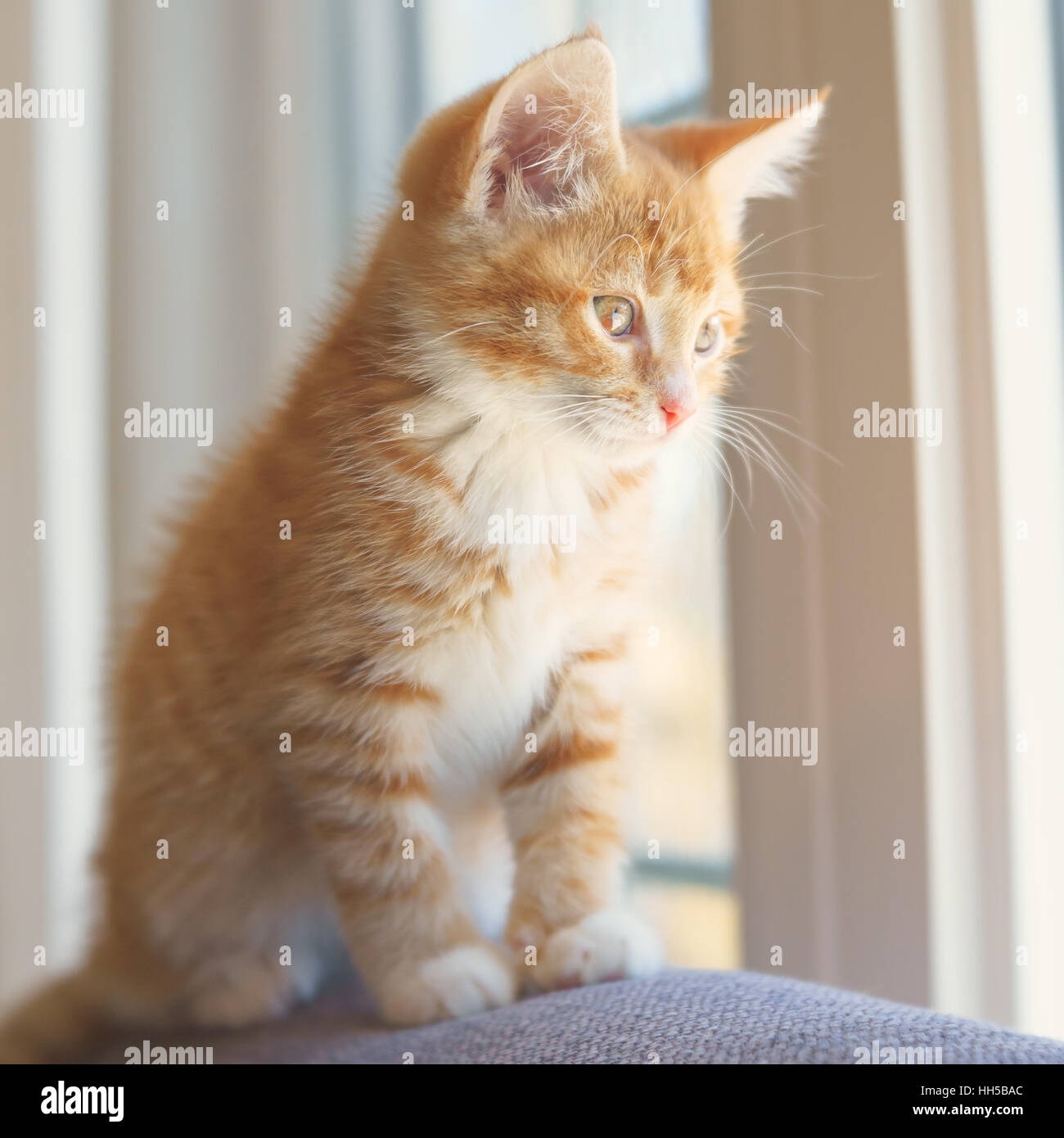 Cute orange kitten photographed with a specialty lens to get a soft ...