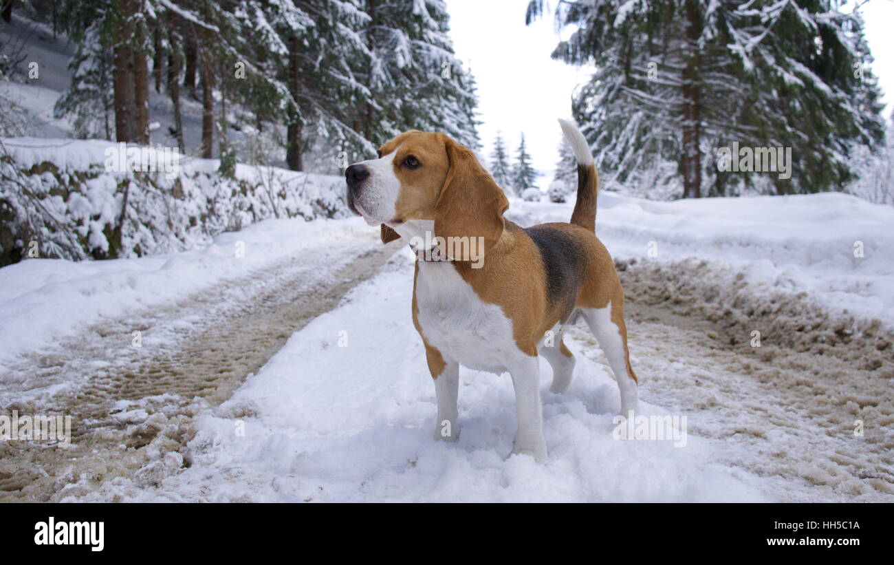 Beagle dog on snowy winter road Stock Photo - Alamy
