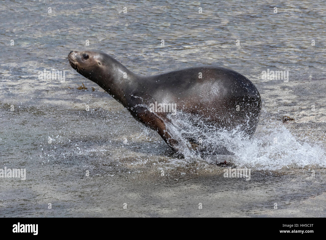 Shingle dash hi-res stock photography and images - Alamy