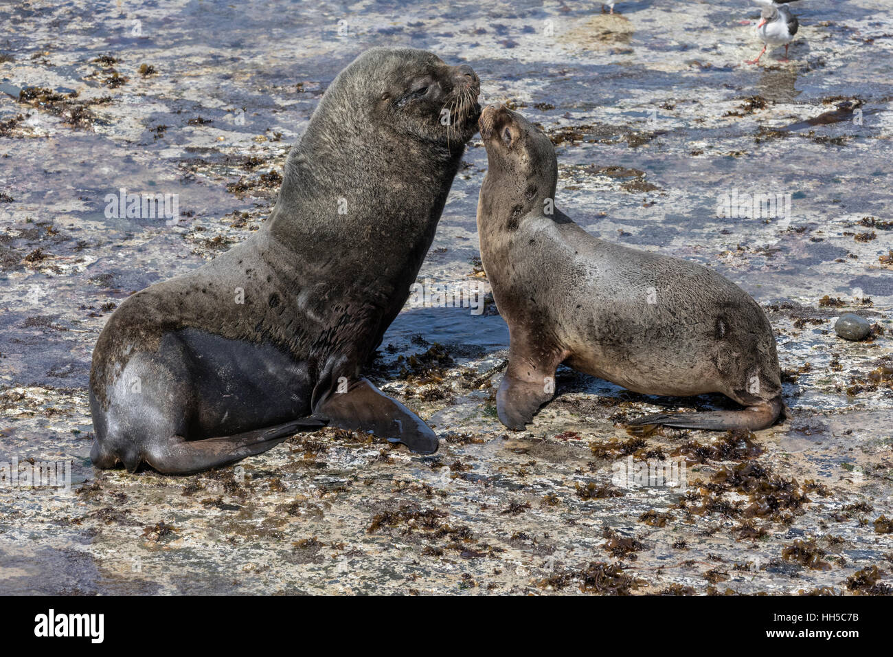 Courting couple hi-res stock photography and images - Alamy