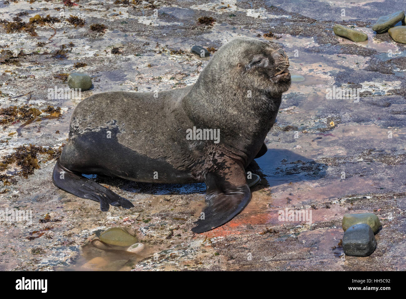 Bull sea lion hi-res stock photography and images - Alamy