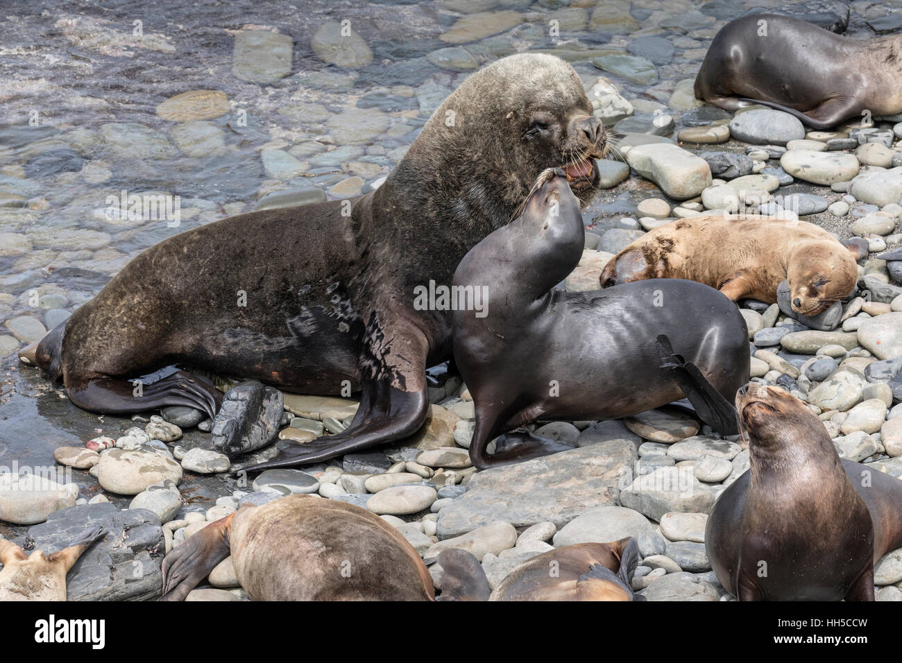 Southern Sea Lion bull and cow Stock Photo - Alamy
