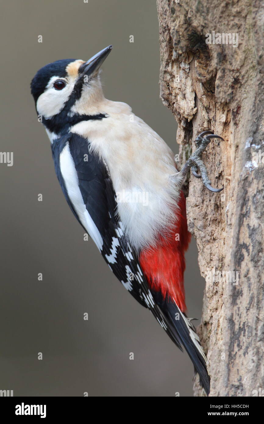 Woodpeckers uk hi-res stock photography and images - Alamy
