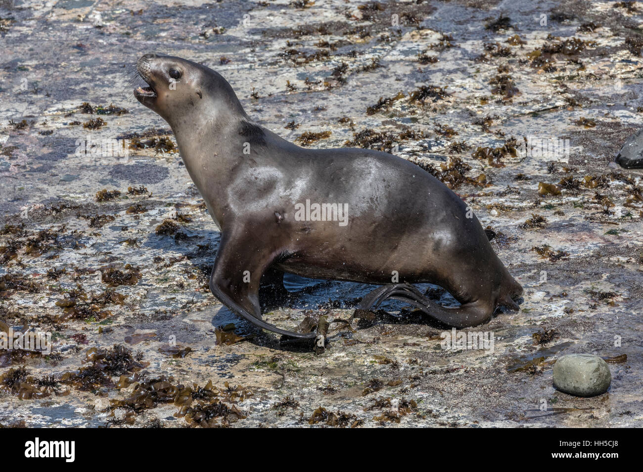 Sea lion running hi-res stock photography and images - Alamy