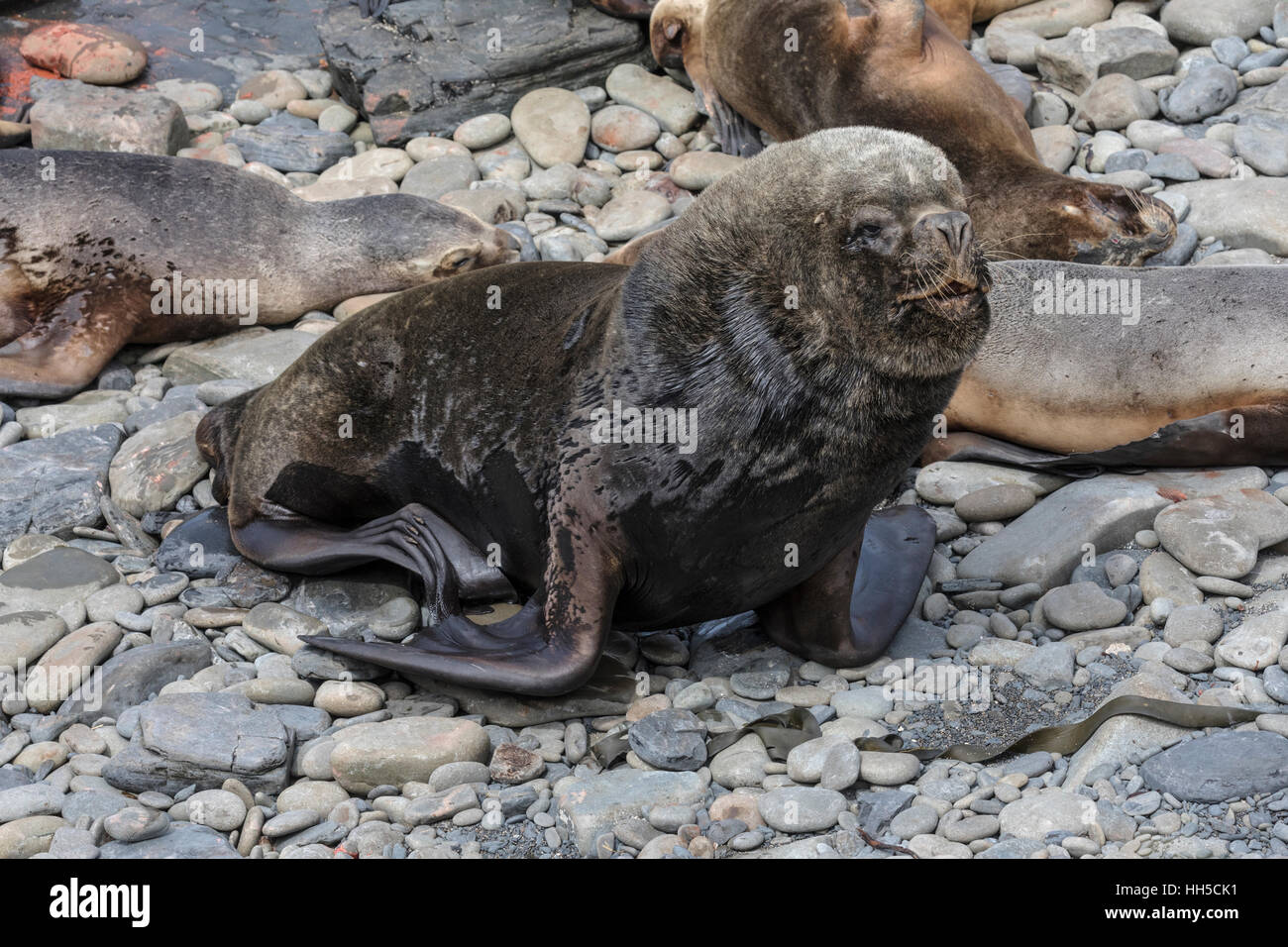 Mature bull sea lion hi-res stock photography and images - Alamy