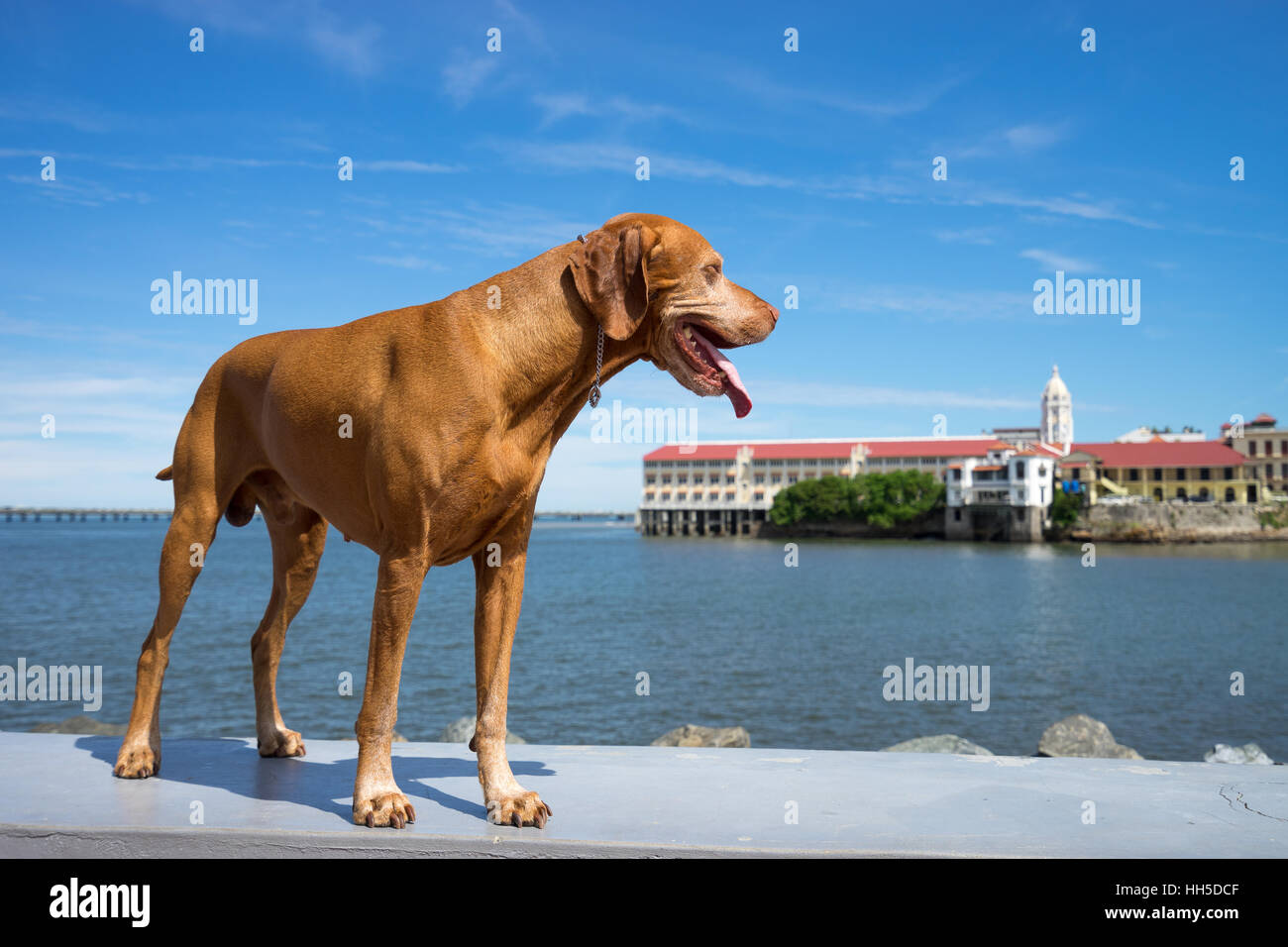 Tourist dog posing with ocean background and Casco Viejo Panama City ...