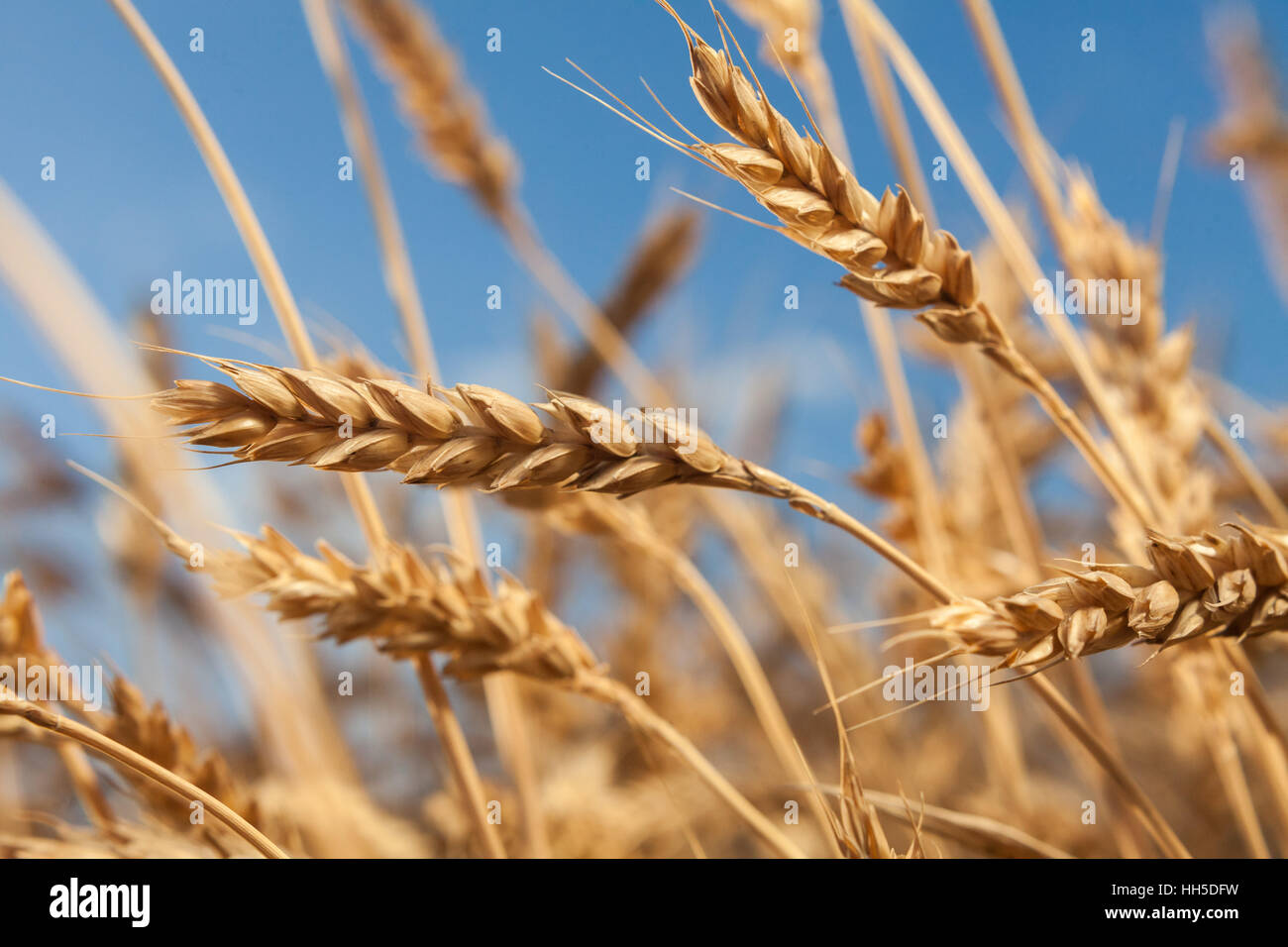 wheat field . harvesting. harvest in the . ripe Stock Photo - Alamy