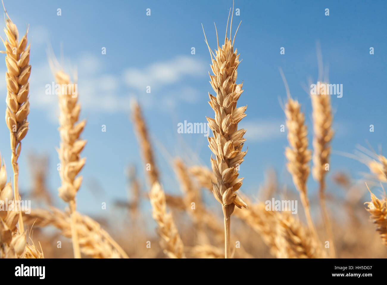 wheat field . harvesting. harvest in the . ripe Stock Photo - Alamy