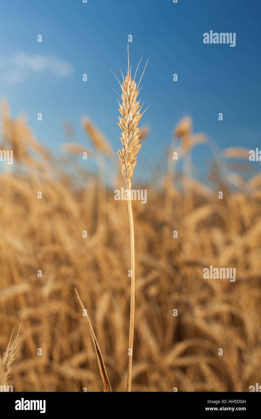 wheat field . harvesting. harvest in the . ripe Stock Photo - Alamy