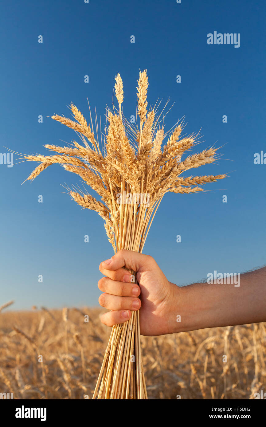 wheat field . harvesting. harvest in the . ripe Stock Photo - Alamy
