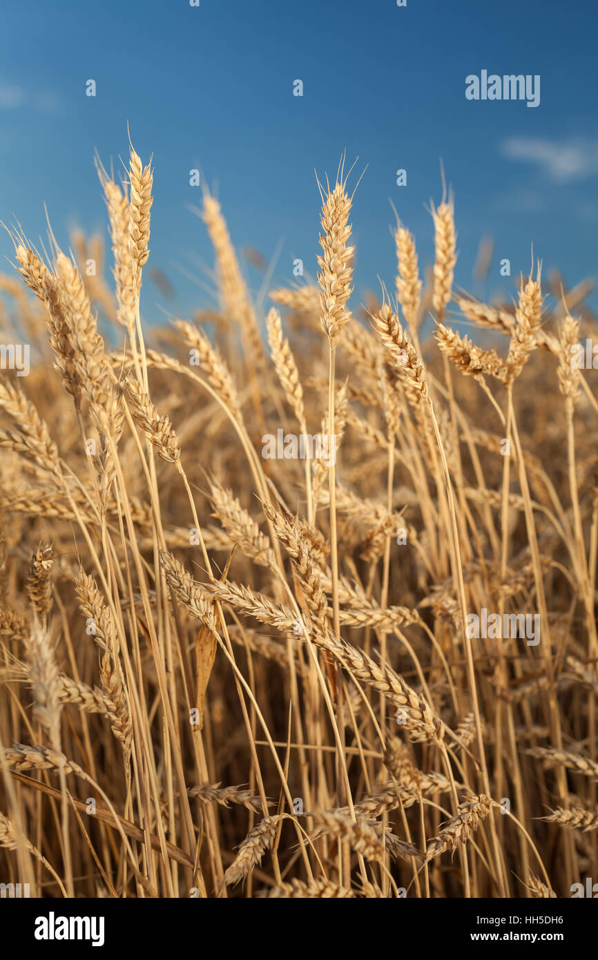 wheat field . harvesting. harvest in the . ripe Stock Photo - Alamy