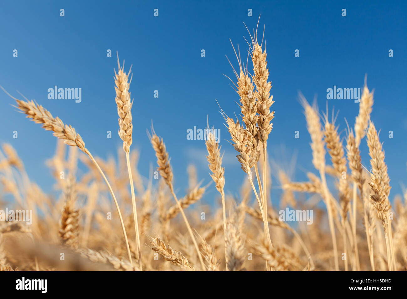 wheat field . harvesting. harvest in the . ripe Stock Photo - Alamy
