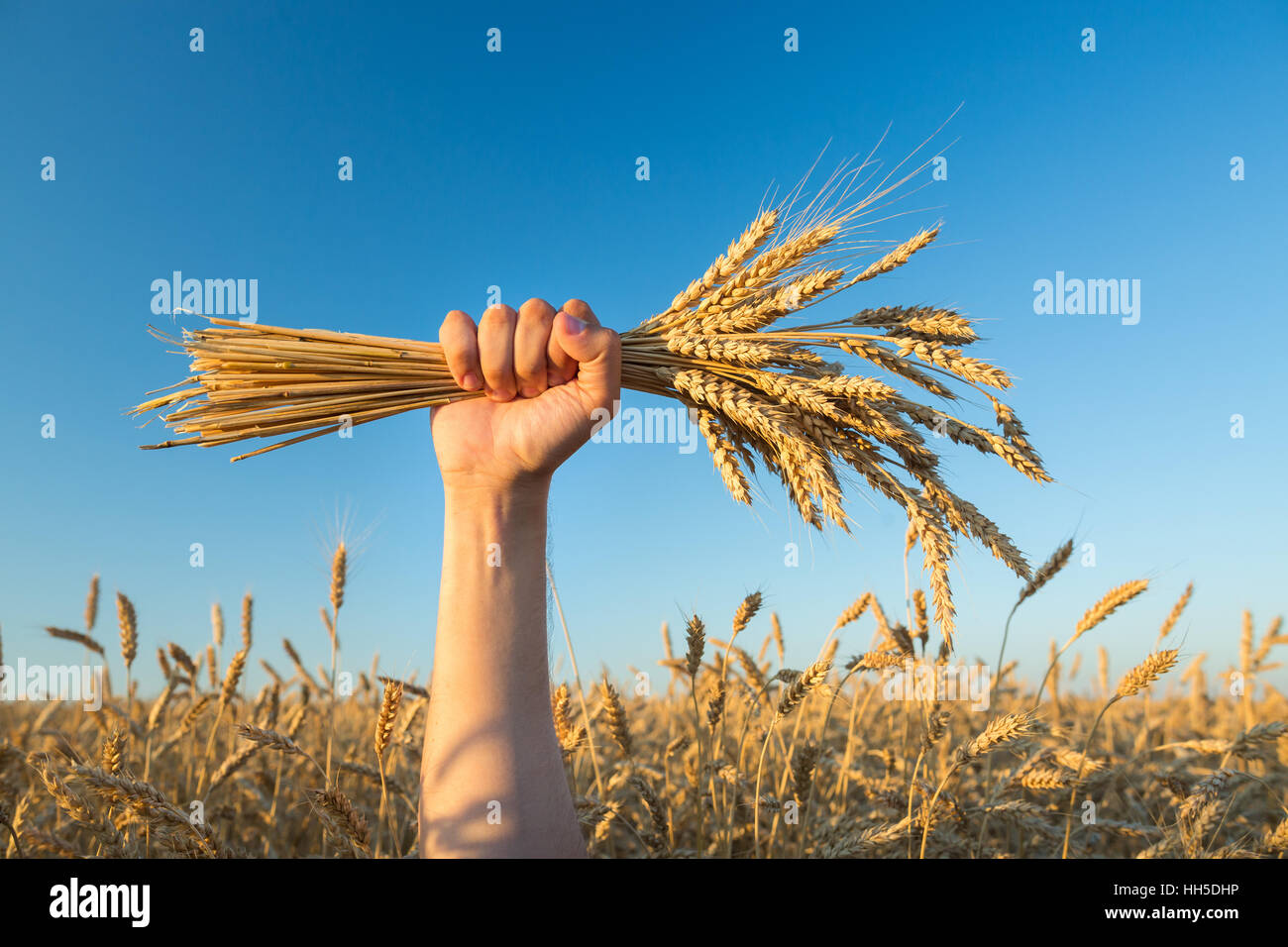 wheat field . harvesting. harvest in the . ripe Stock Photo - Alamy