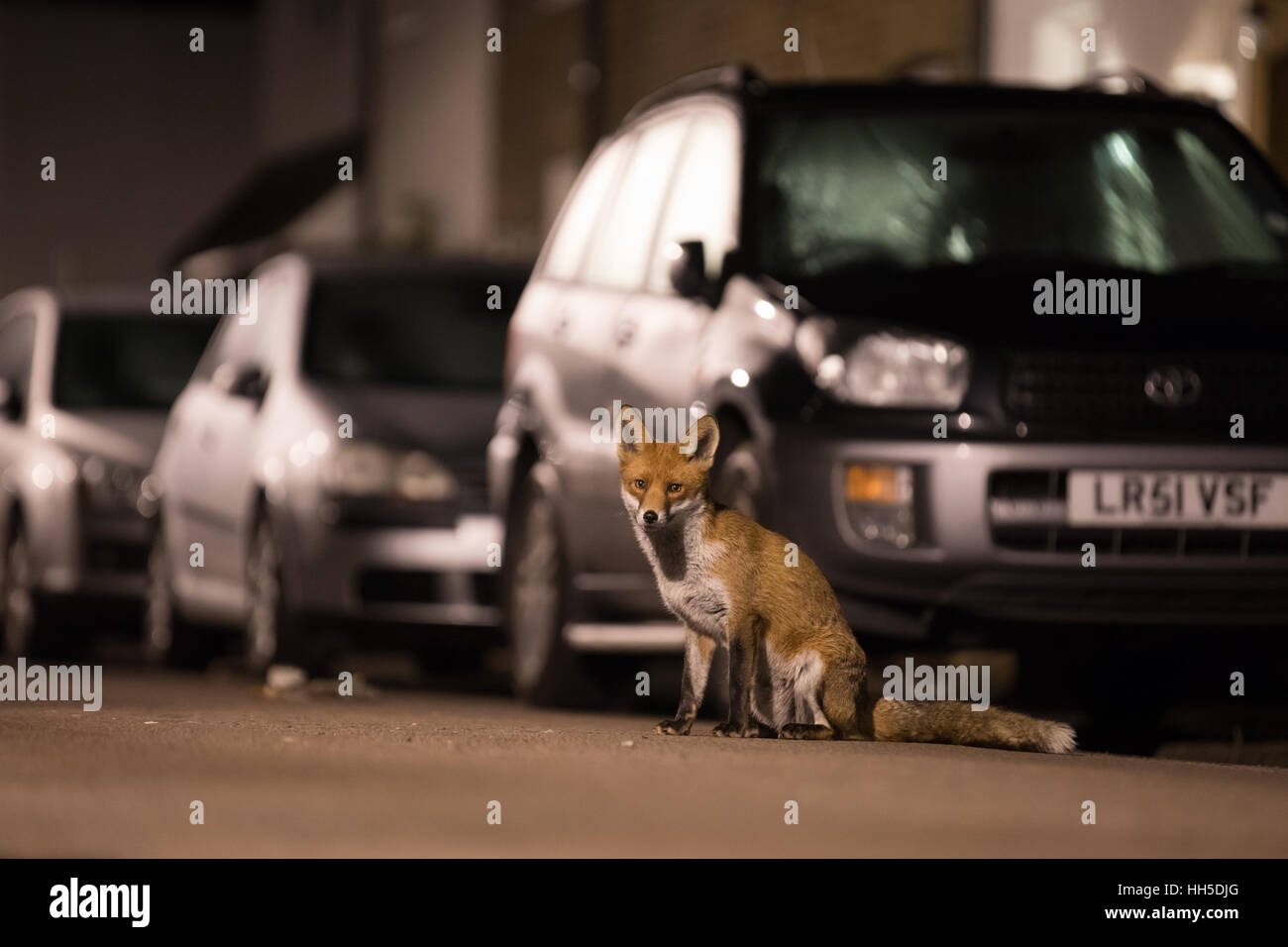 Urban fox sat on a quiet city street at night Stock Photo - Alamy