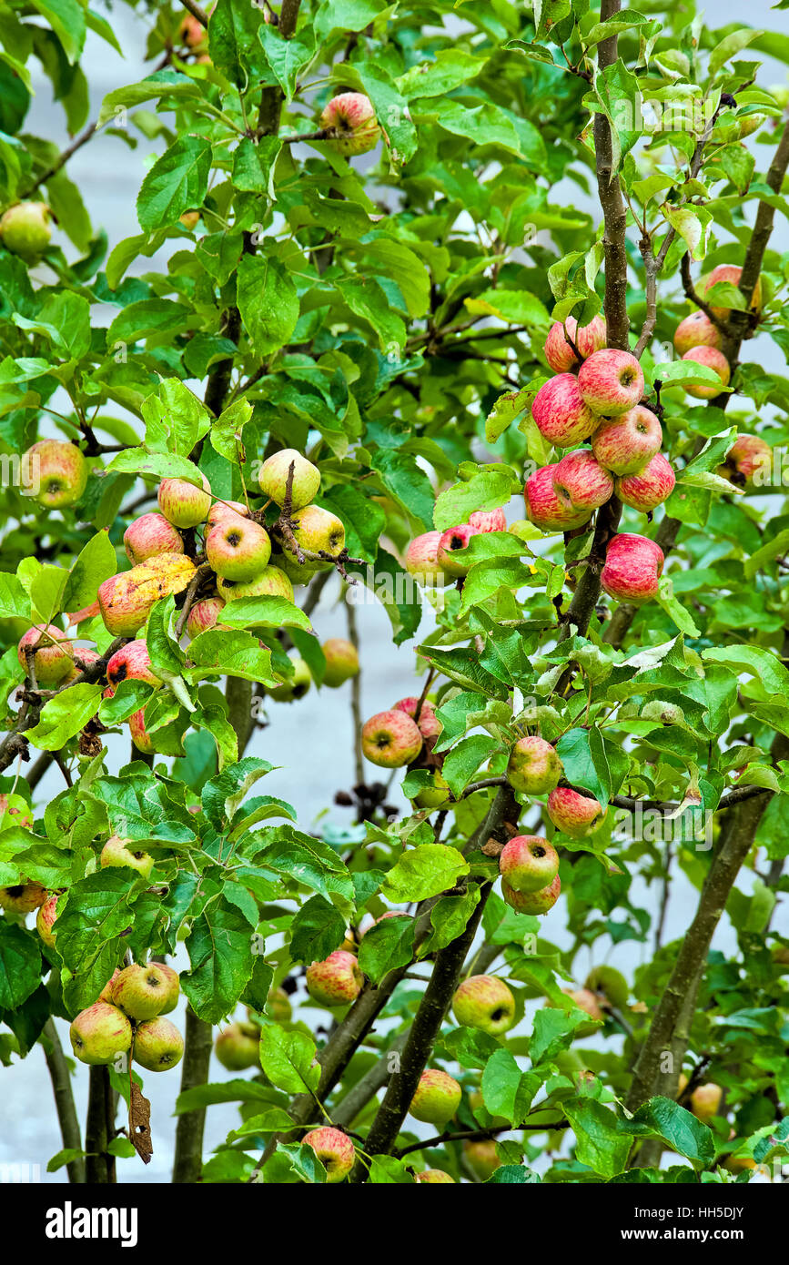 Crop large hi-res stock photography and images - Alamy