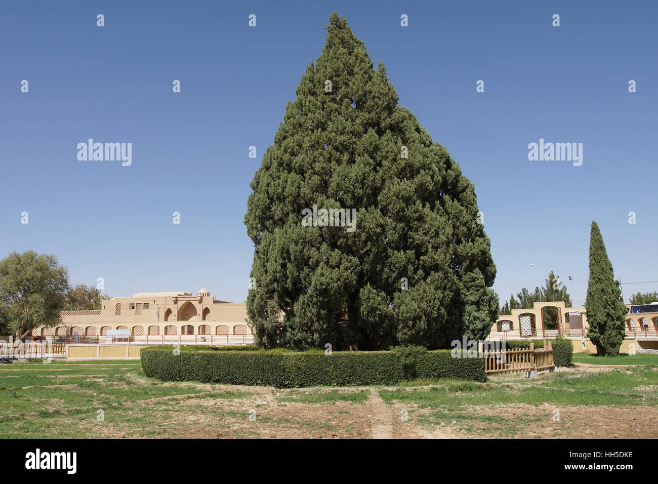 Old Cedar Tree, Abarkuh, Iran, Asia Stock Photo - Alamy