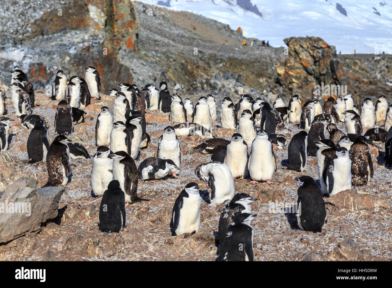 Group of chinstrap penguins hi-res stock photography and images - Alamy