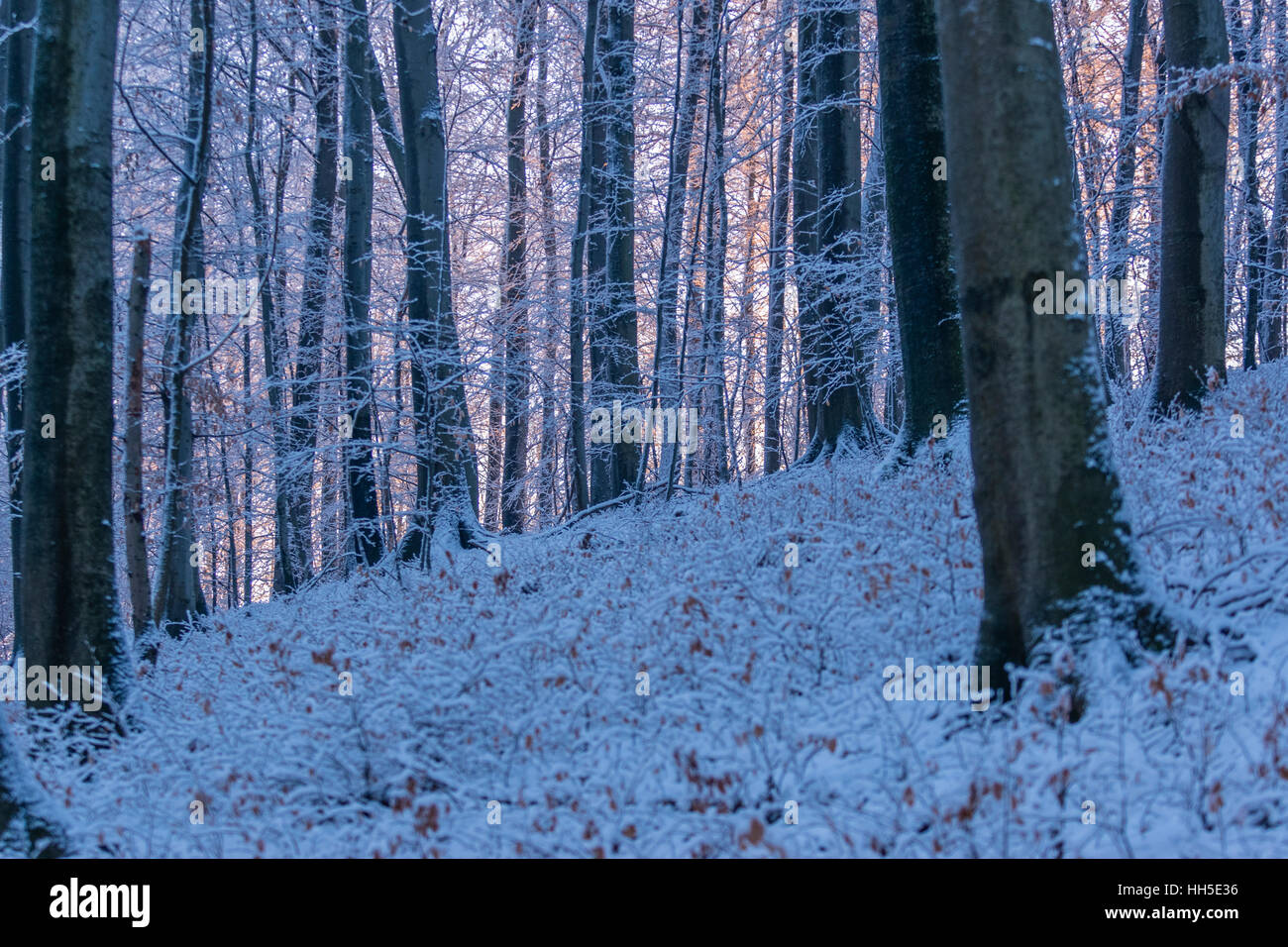 Forest in cold winter morning Stock Photo - Alamy